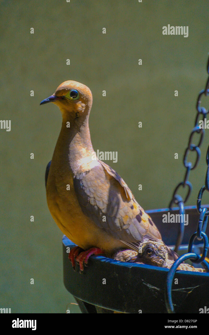 Zenaida macroura mourning dove aka turtle dove mother and chick Stock ...