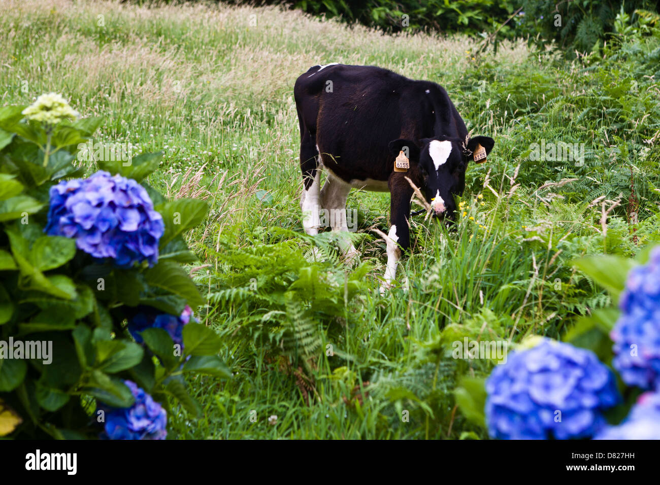 Agriculture azores hi-res stock photography and images - Alamy
