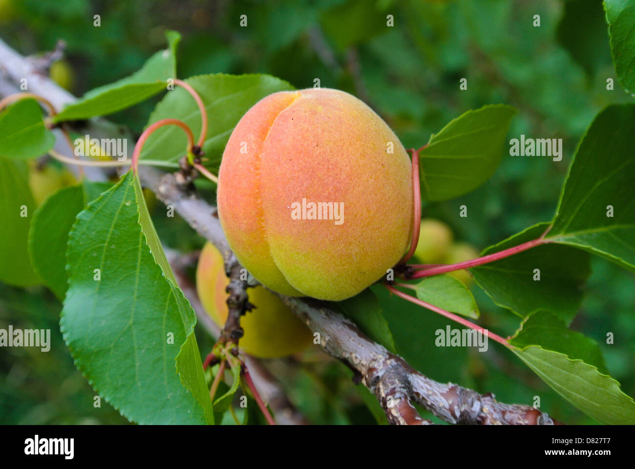 Plums ready to pick hi-res stock photography and images - Alamy