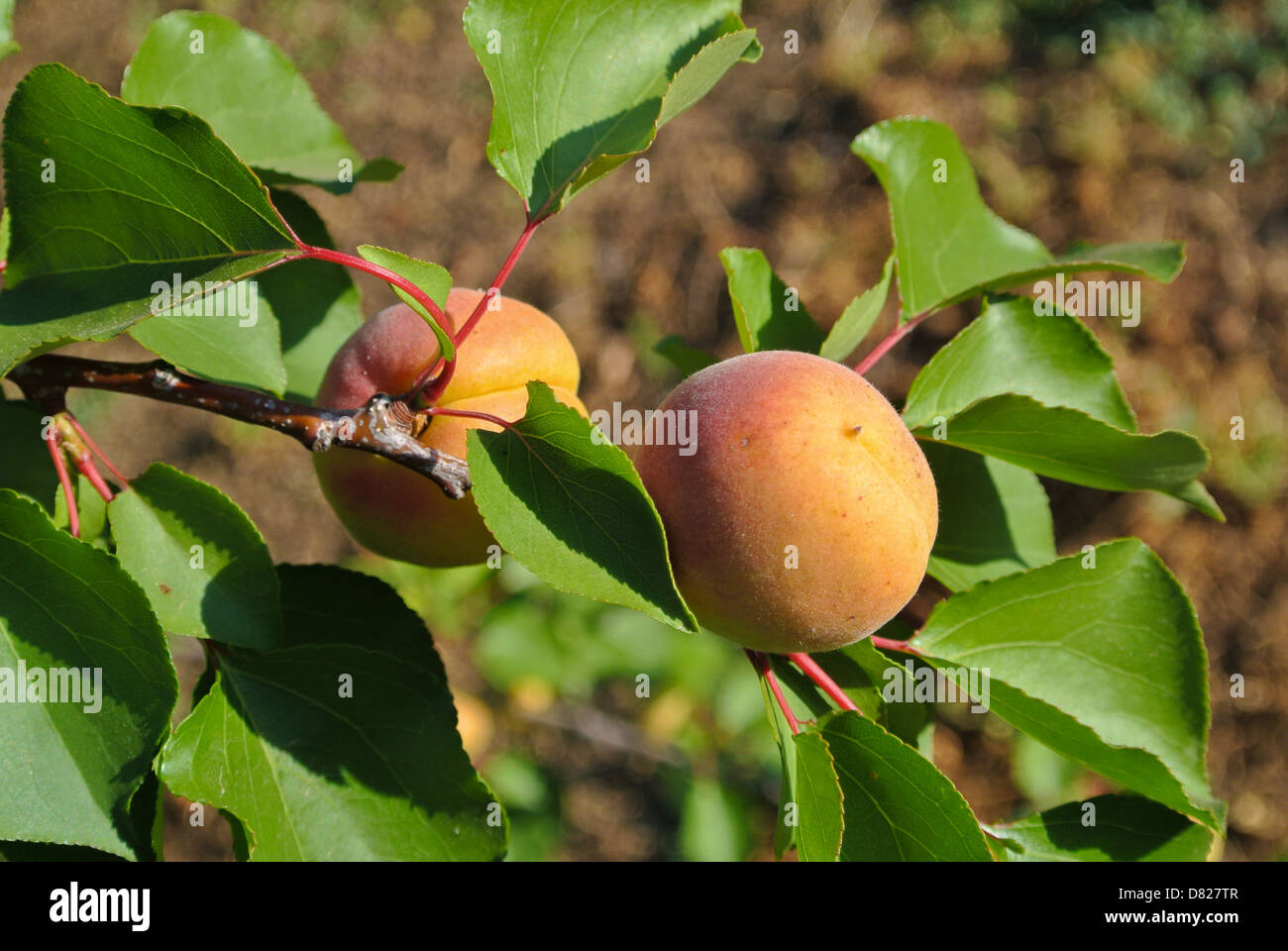 Aprium fruit tree hi-res stock photography and images - Alamy