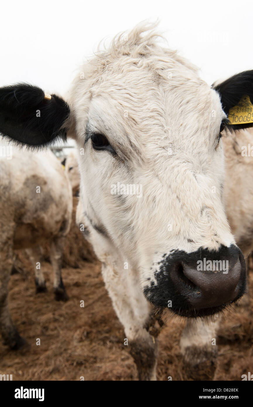 Portraits of a British White cow, heifer in a muddy field on a farm in ...