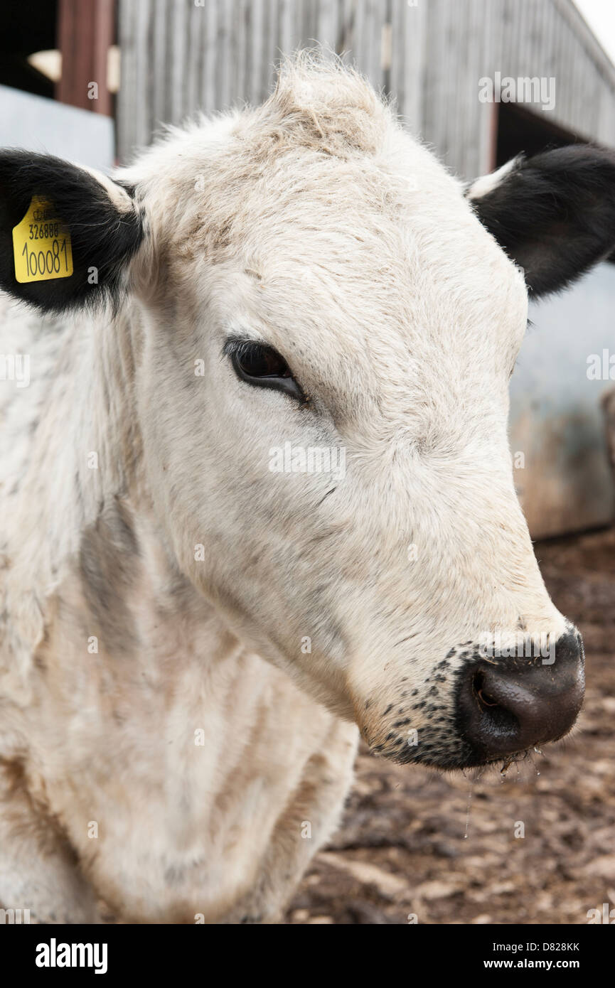 Rare breed, British White cow, in farm barn Stock Photo - Alamy