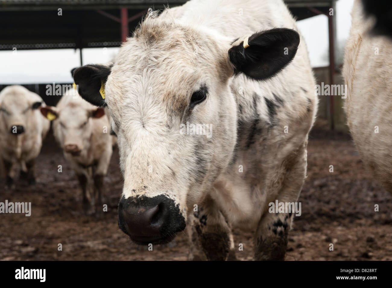 British Whites, White cows in farm barn, Vowley Farm, Royal Wootton ...