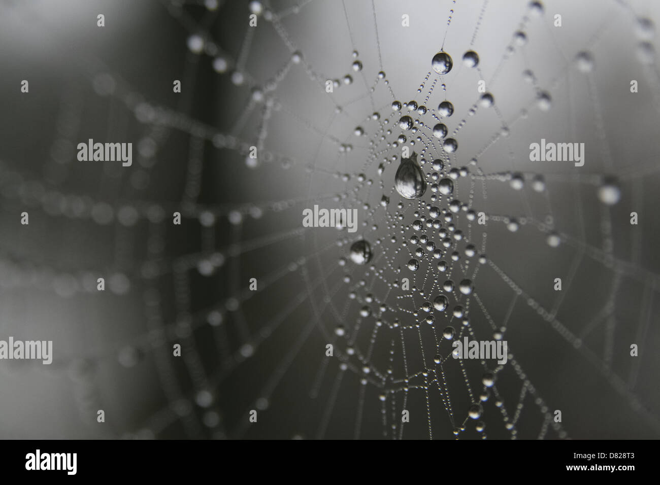 Water droplets on a spider web Stock Photo - Alamy
