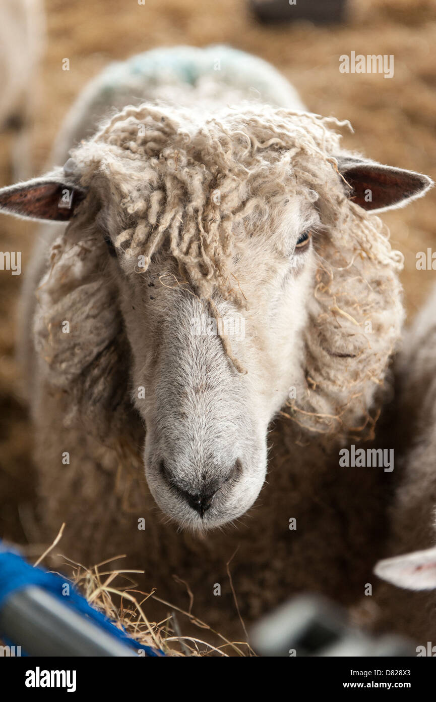 Cotswold lion ewe hi-res stock photography and images - Alamy