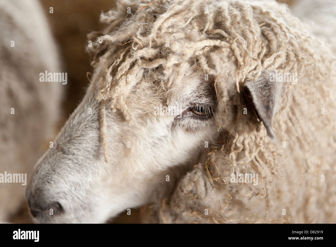 Cots lion breed sheep hi-res stock photography and images - Alamy
