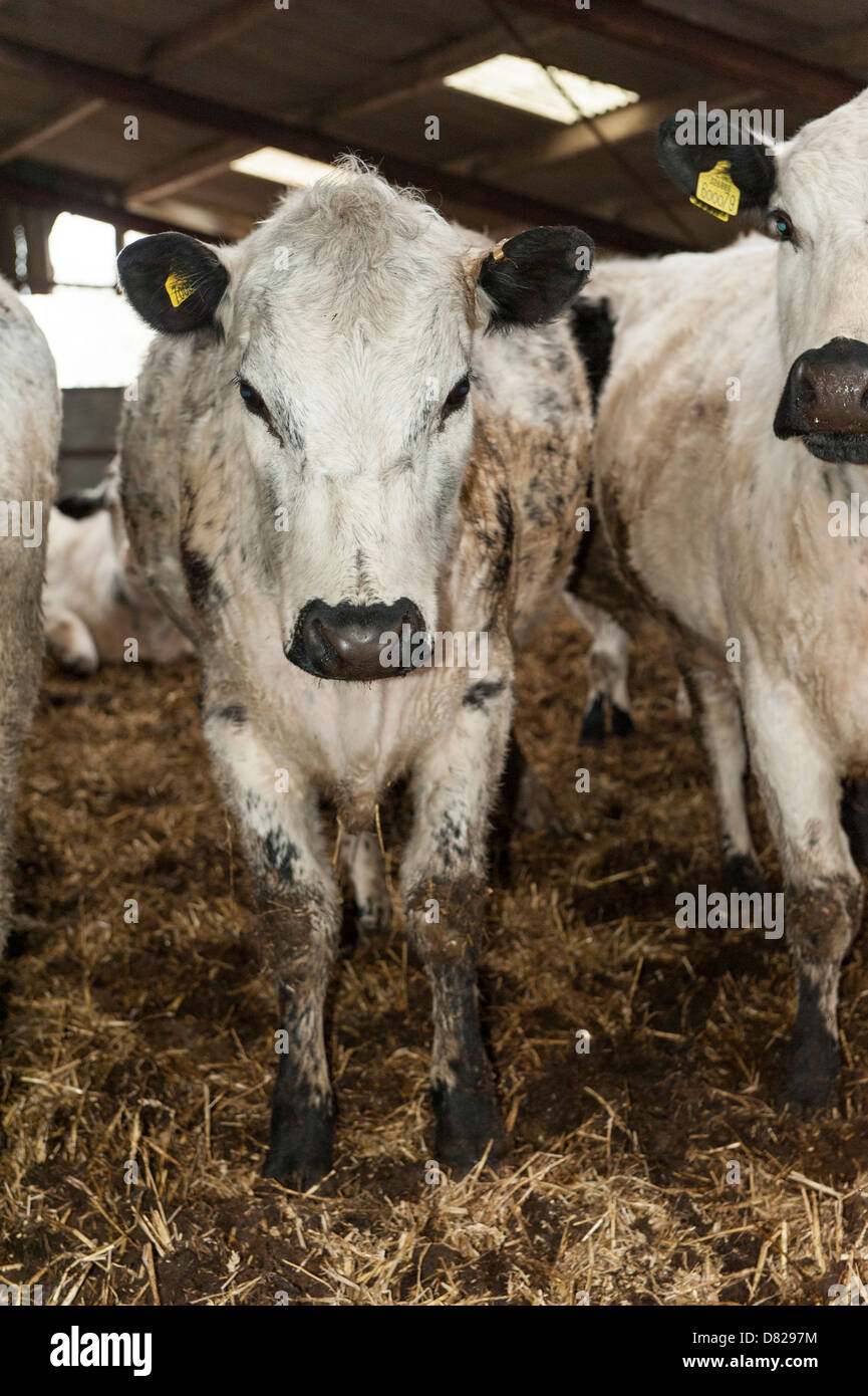 Vowley Farm, Royal Wootton Bassett, Wiltshire. Rare breed of British ...