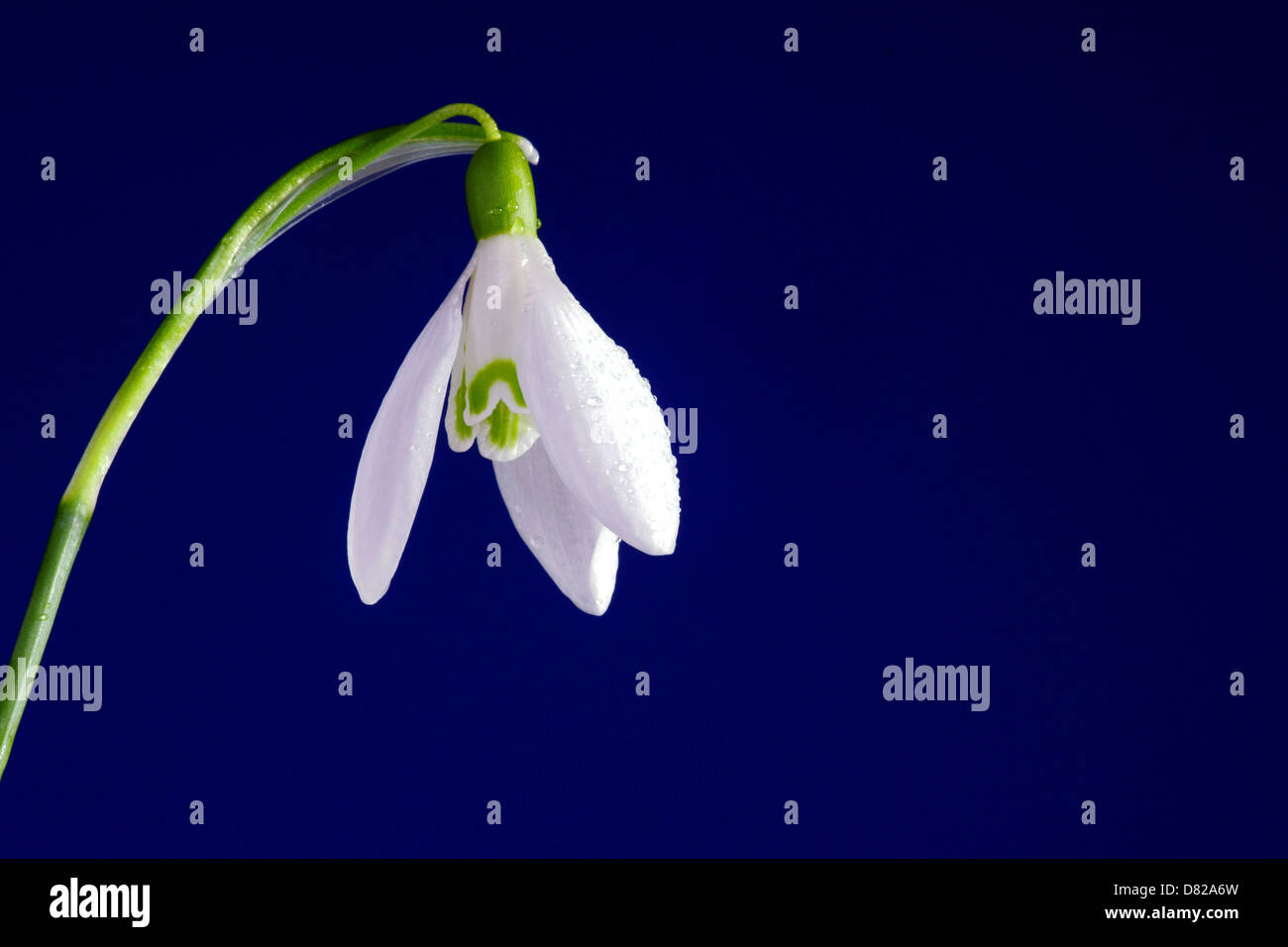 white common snowdrop flower on blue background Stock Photo - Alamy