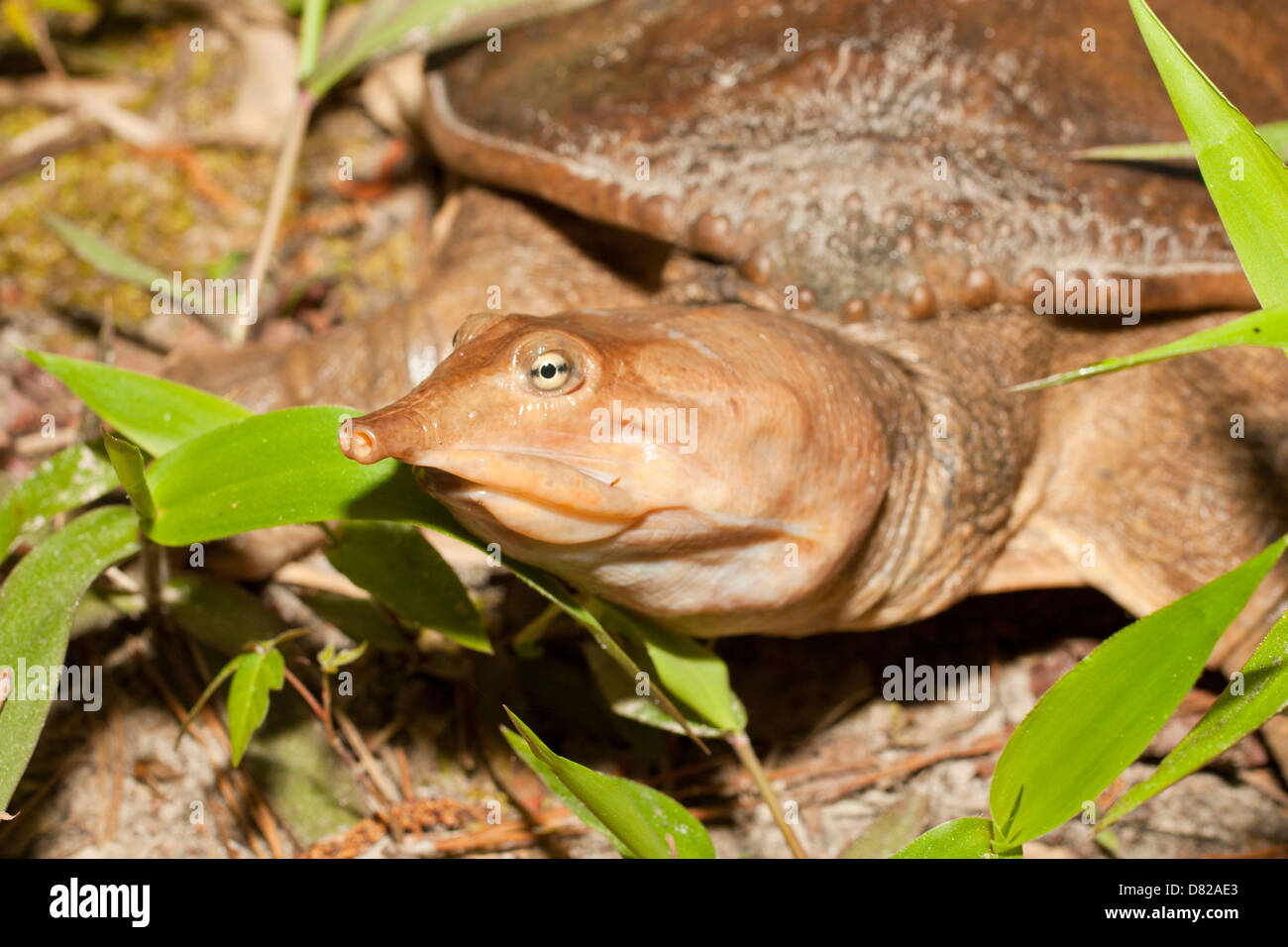 Florida softshell turtle - Apalone ferox Stock Photo - Alamy