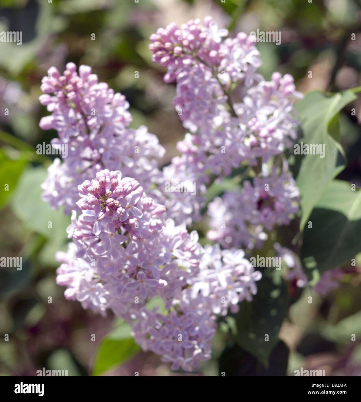 Lilac at Spring Stock Photo - Alamy
