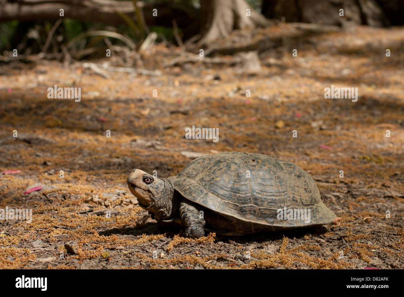 Gulf coast box turtle hi-res stock photography and images - Alamy