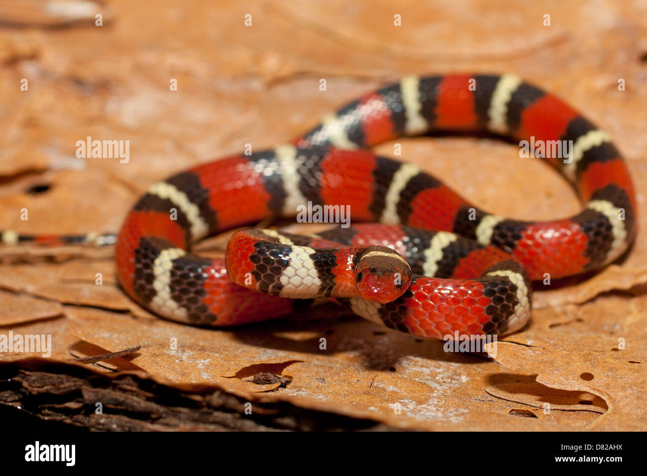 Florida coral snake hi-res stock photography and images - Alamy