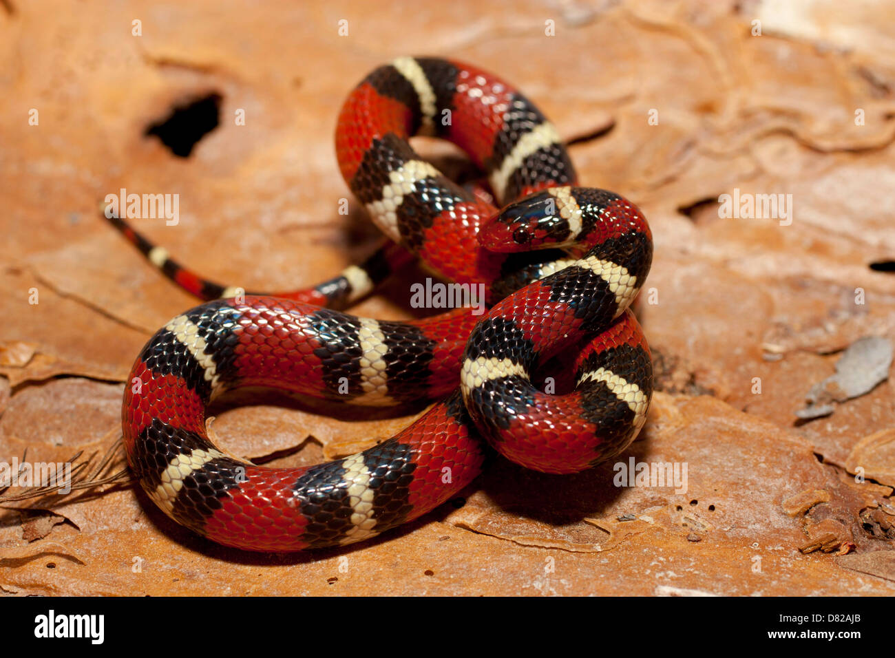 Lampropeltis elapsoides hi-res stock photography and images - Alamy