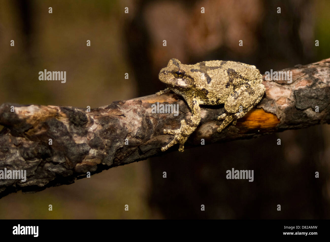 Pine barrens tree frog hi-res stock photography and images - Alamy