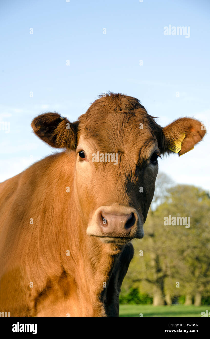 An inquisitive cow Stock Photo - Alamy
