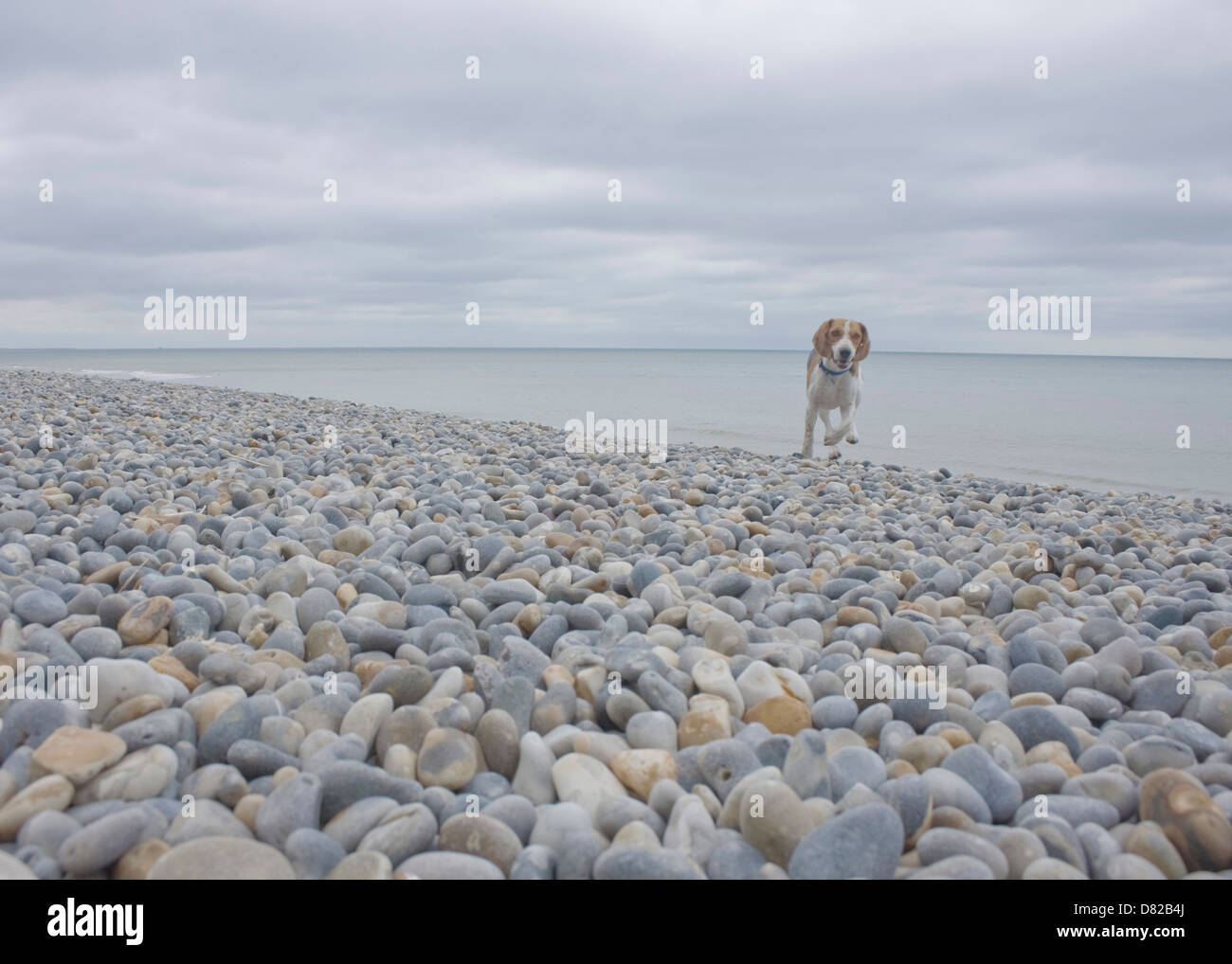 Dog running along pebble beach Stock Photo - Alamy