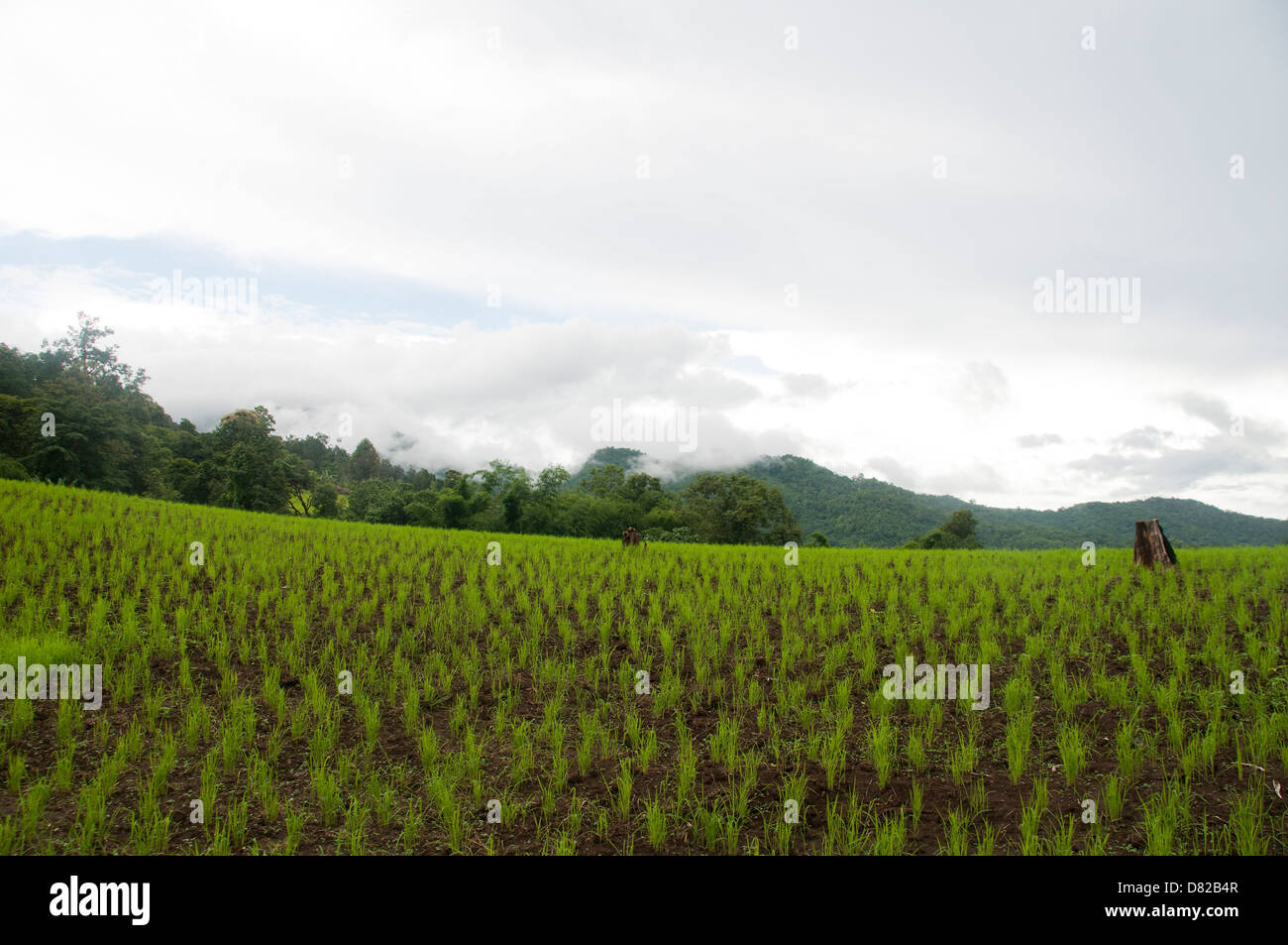Jungle rice hi-res stock photography and images - Alamy