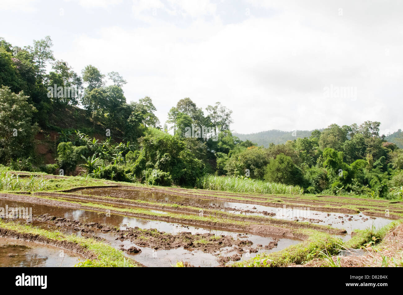 Jungle rice hi-res stock photography and images - Alamy