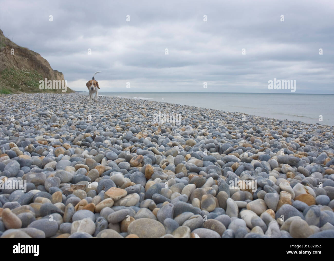 Dog walking along pebble beach shot from dog's eye level Stock Photo ...