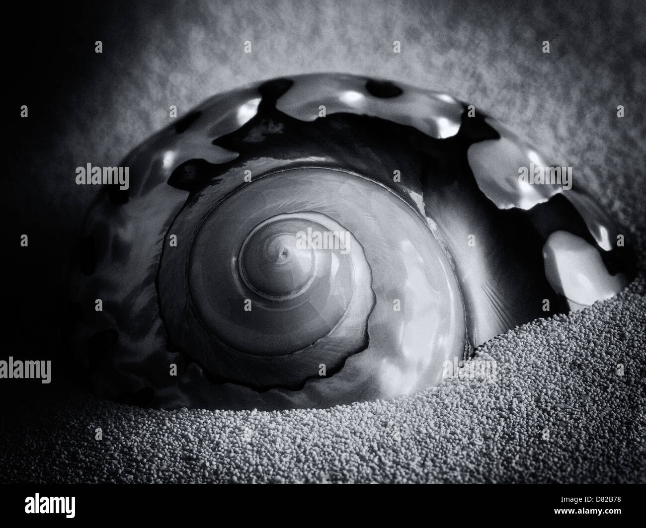 Close up of Turbo Semanticus sea shell Stock Photo - Alamy