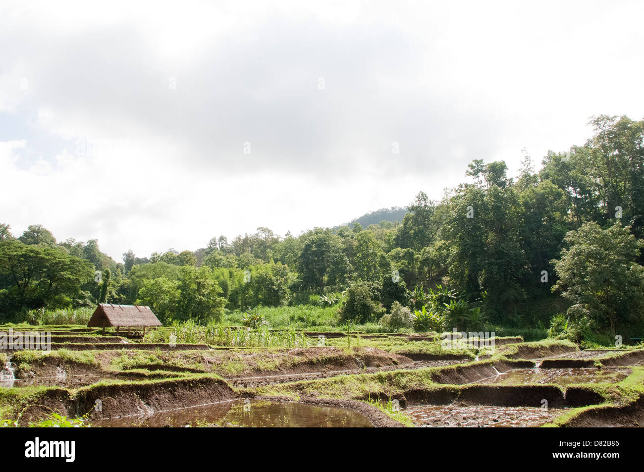 Jungle rice hi-res stock photography and images - Alamy