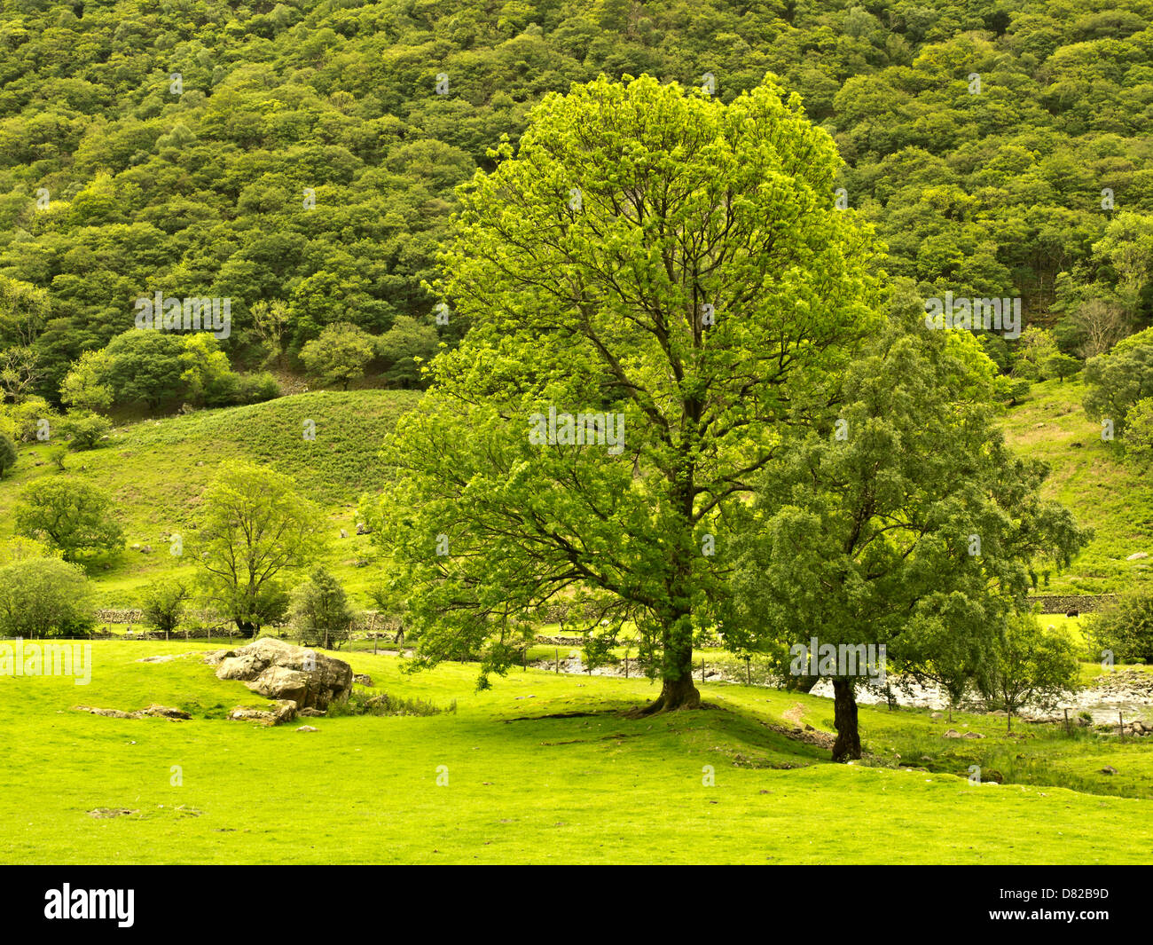 Landscape image with two trees of Nice pleasant summer day in ...