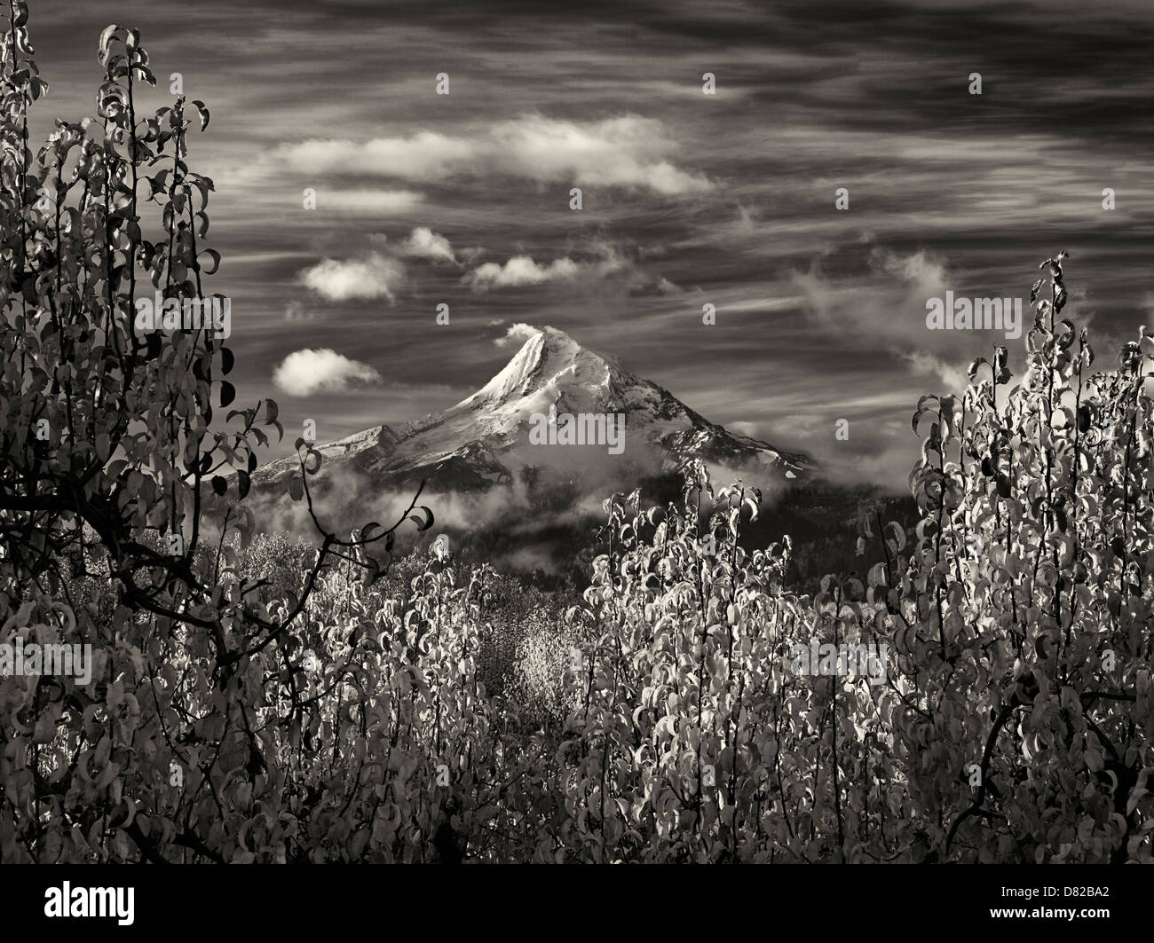 Pear orchard in fall color and Mt. Hood. Hood River Valley, Oregon ...