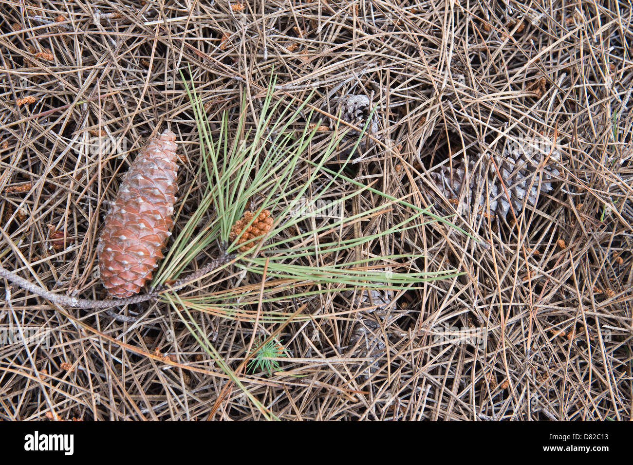 Maritime pine (Pinus pinaster) seed cones Salceira near Aljezur Algarve ...