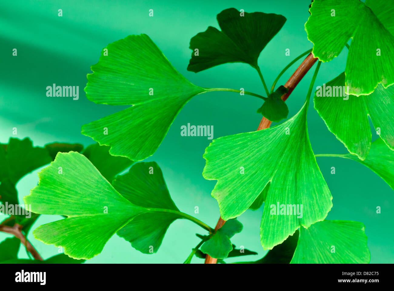 Gingo sapling hi-res stock photography and images - Alamy