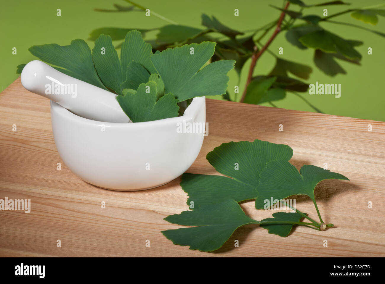 Gingo sapling hi-res stock photography and images - Alamy