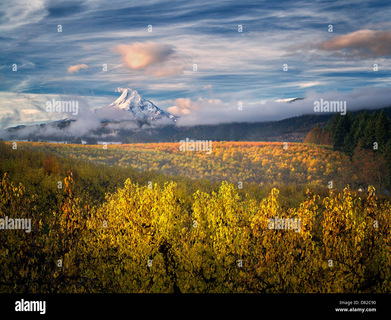 Pear orchard in fall color and Mt. Hood. Hood River Valley, Oregon ...