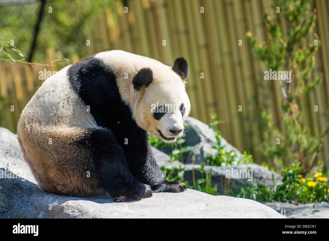Panda toronto zoo hi-res stock photography and images - Alamy