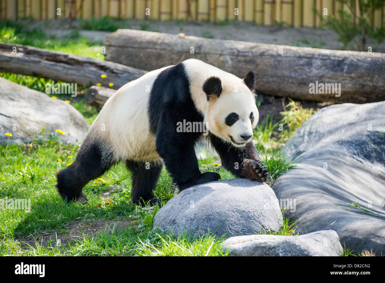 Panda toronto zoo hi-res stock photography and images - Alamy