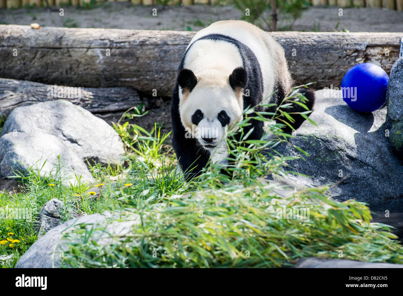 Panda toronto zoo hi-res stock photography and images - Alamy