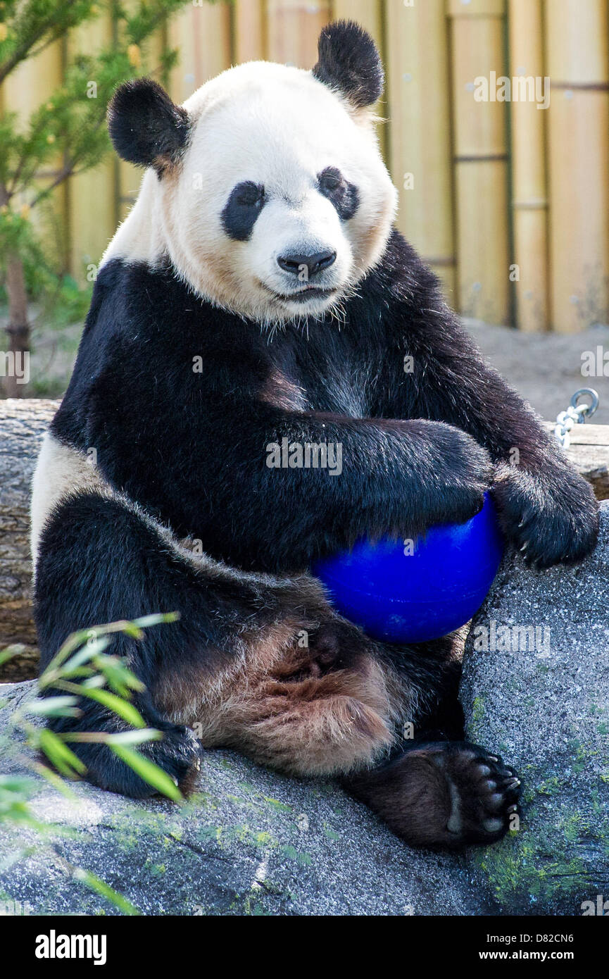 Panda arrival hi-res stock photography and images - Alamy