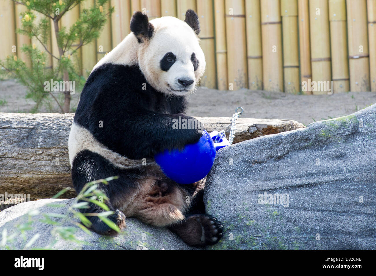 Panda toronto zoo hi-res stock photography and images - Alamy