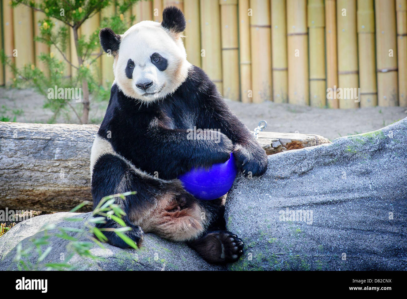 Panda toronto zoo hi-res stock photography and images - Alamy