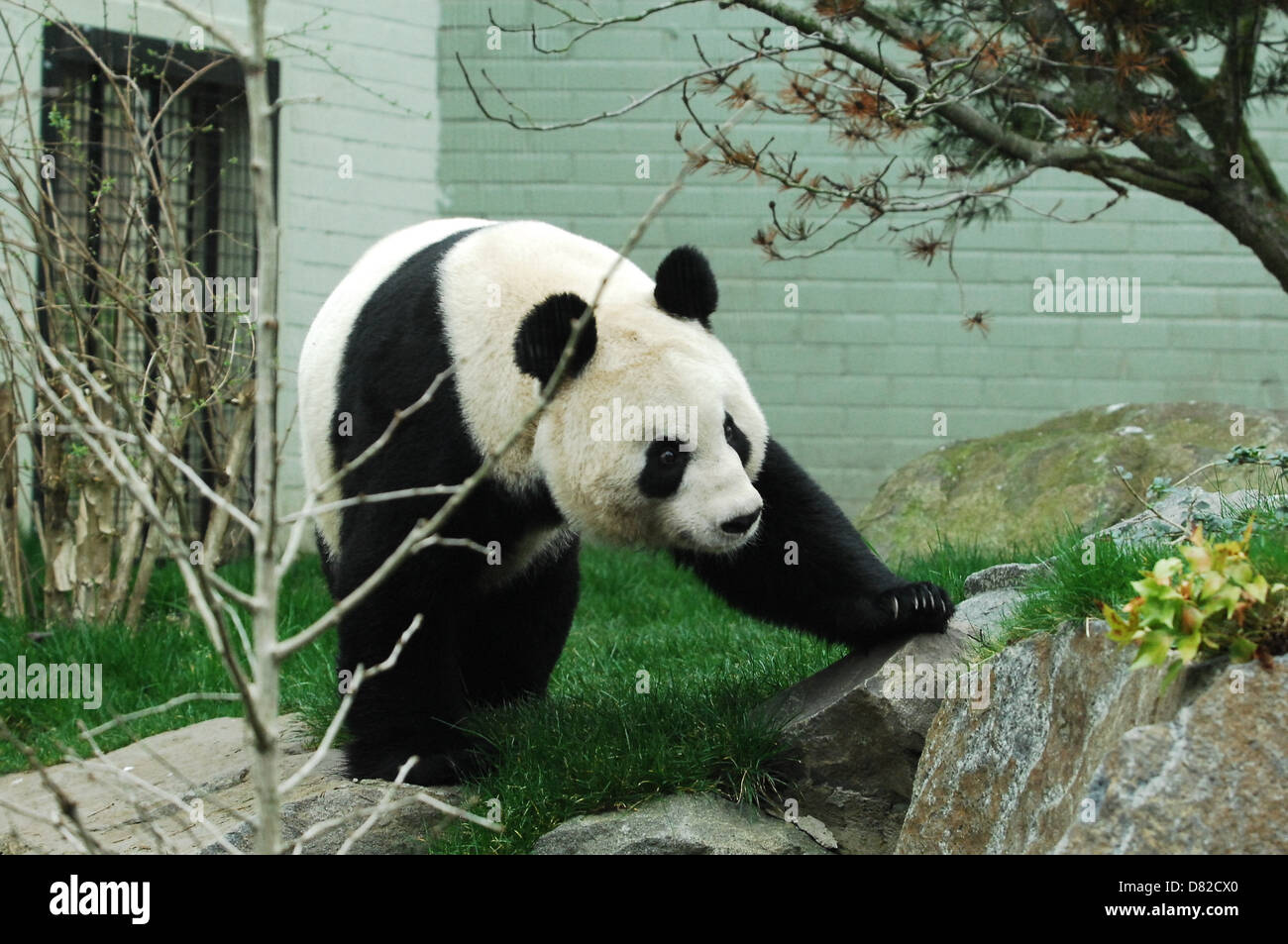 Giant Panda Tian Tian had a Royal Visit today from Princess Royal ...