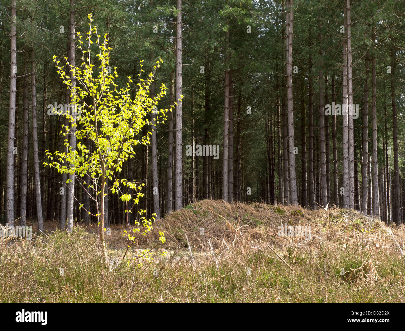 A single tree in front of pine woods, early spring Stock Photo - Alamy