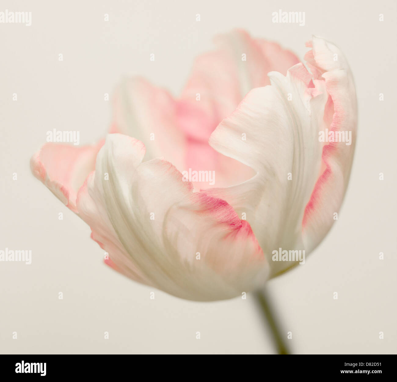 One pink tulip soft hi-res stock photography and images - Alamy