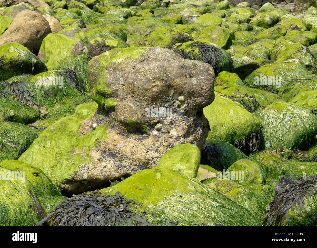 Mossy stones at the sea bay, Steephill cove, near Ventor, Isle of Wight ...