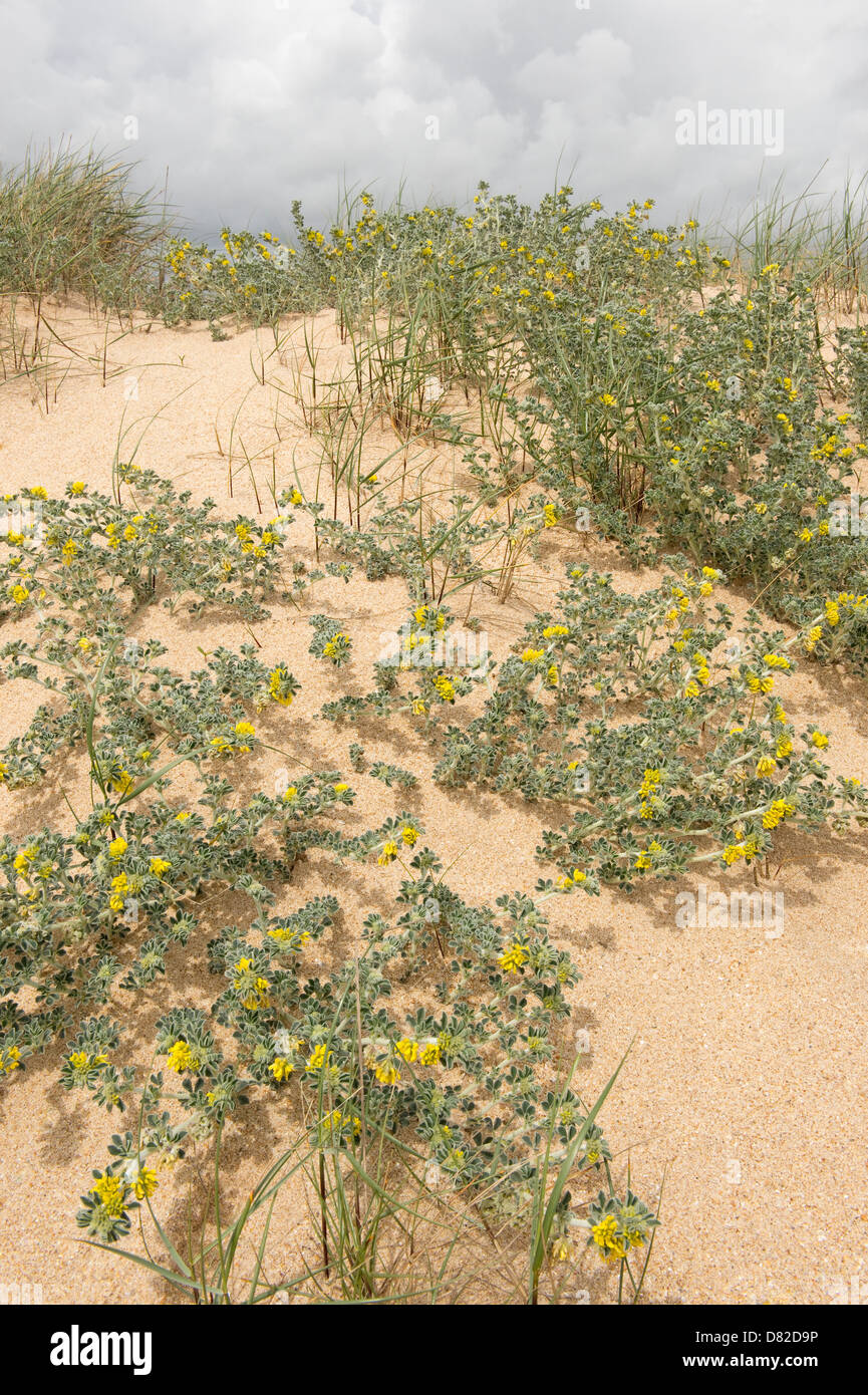 Dunes marina hi-res stock photography and images - Alamy