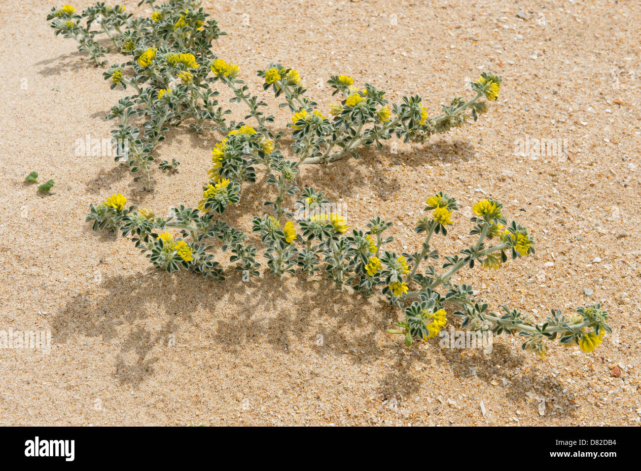 Coastal medick = sea medick (Medicago marina) flowers on dunes coast ...