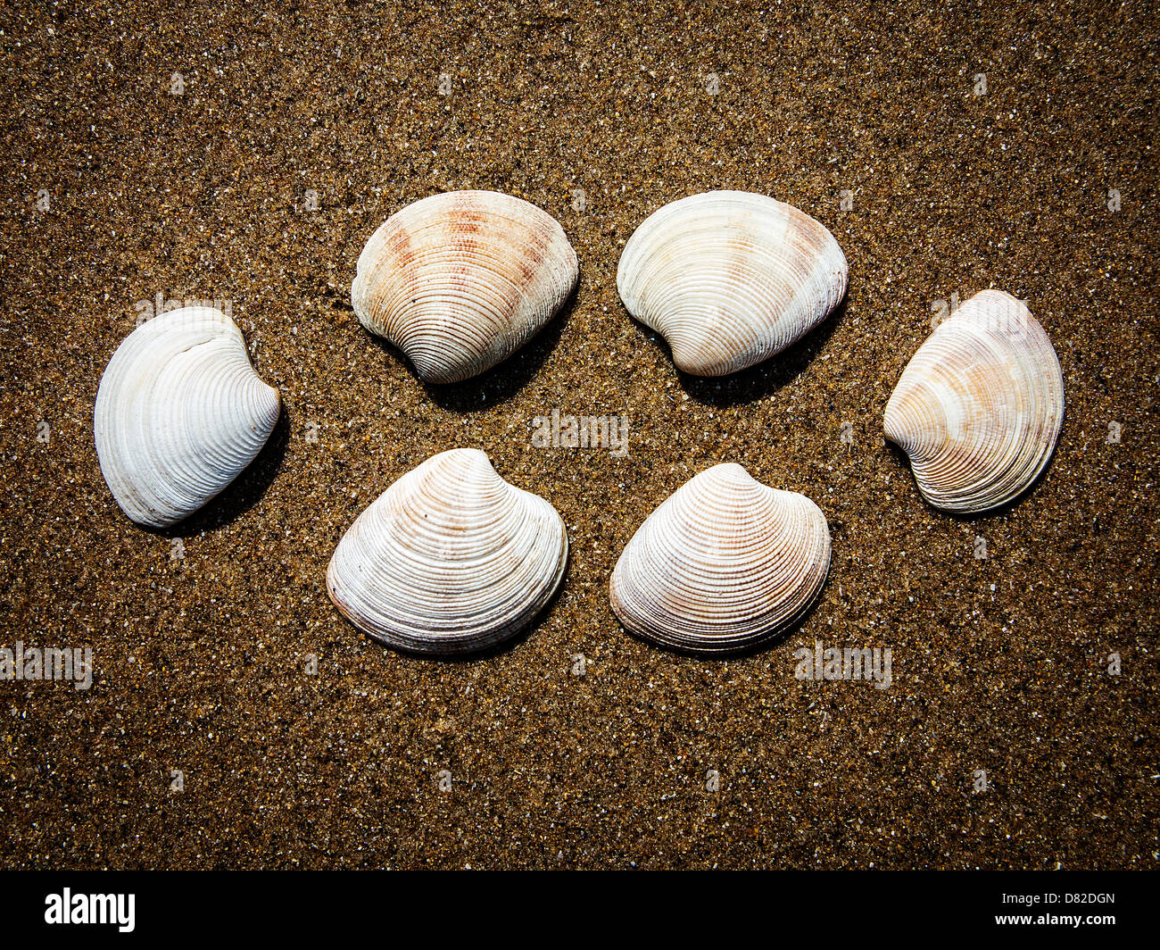 An arrangement of Elegant Dosinia seashells on a sandy beach at Wiseman ...