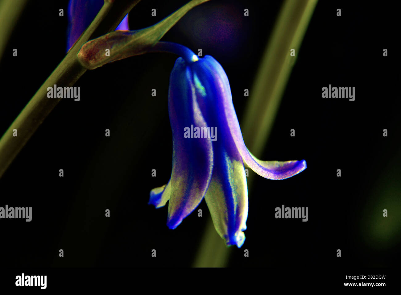 Single bluebell flower hi-res stock photography and images - Alamy