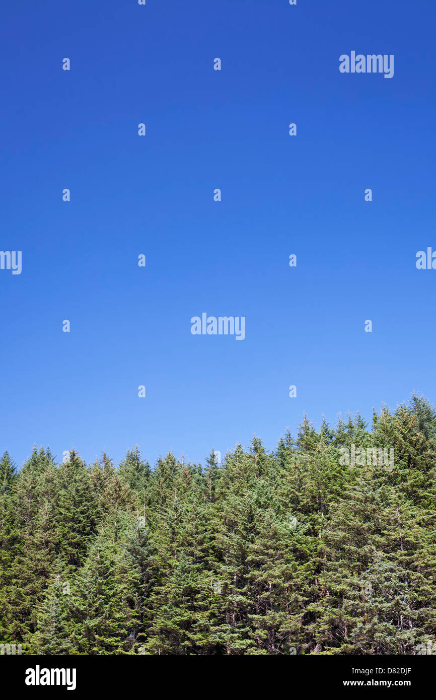 Oregon forest hi-res stock photography and images - Alamy