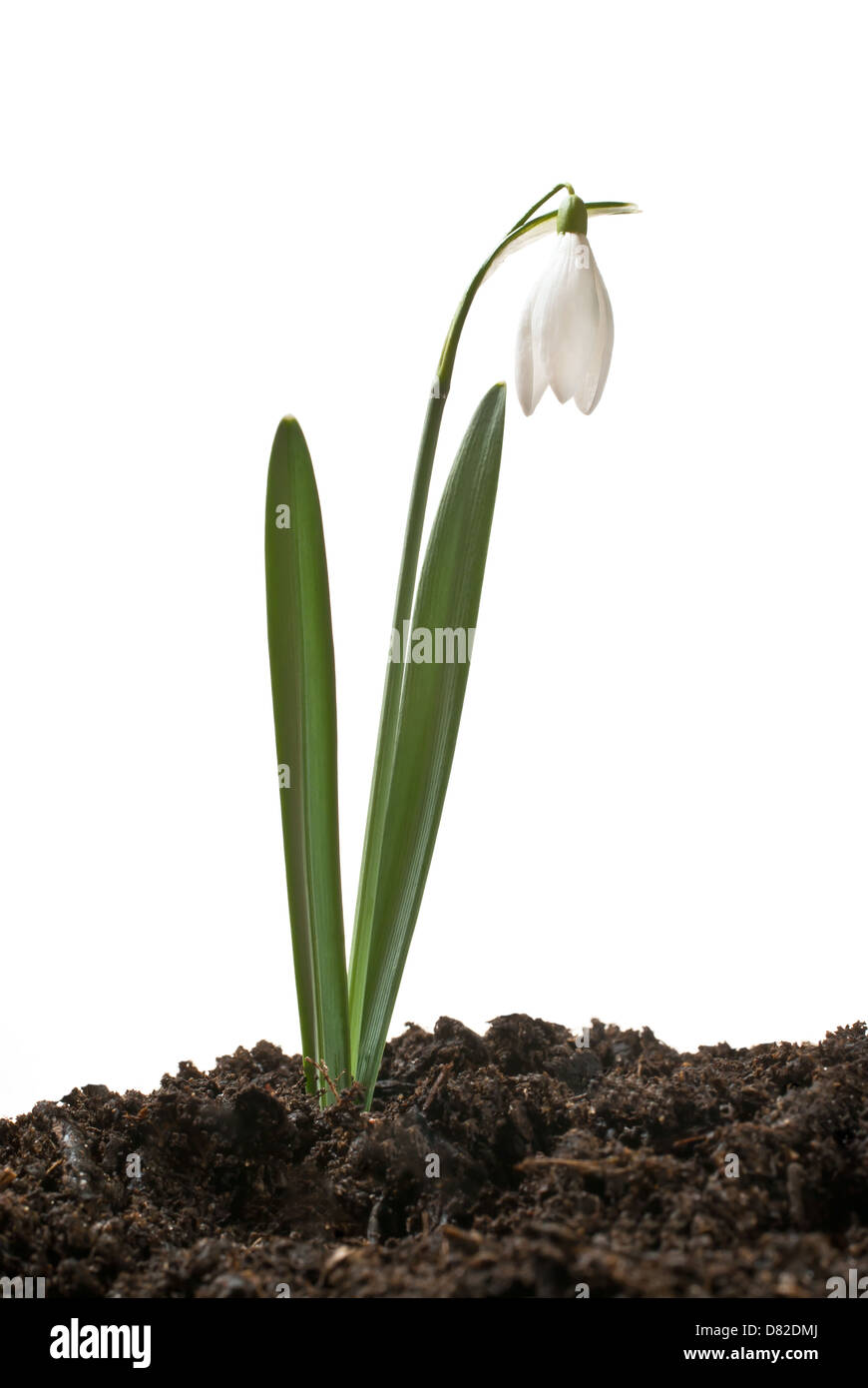 Image of snowdrop head hi-res stock photography and images - Alamy
