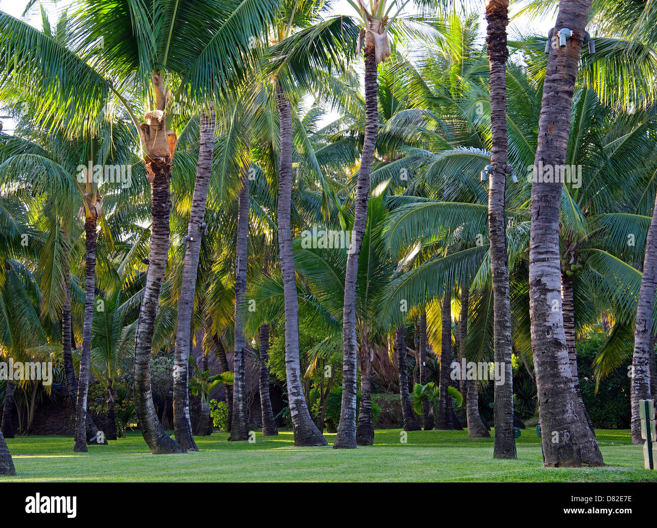 plantation of coconut trees on a tropical island Mauritius Stock Photo ...