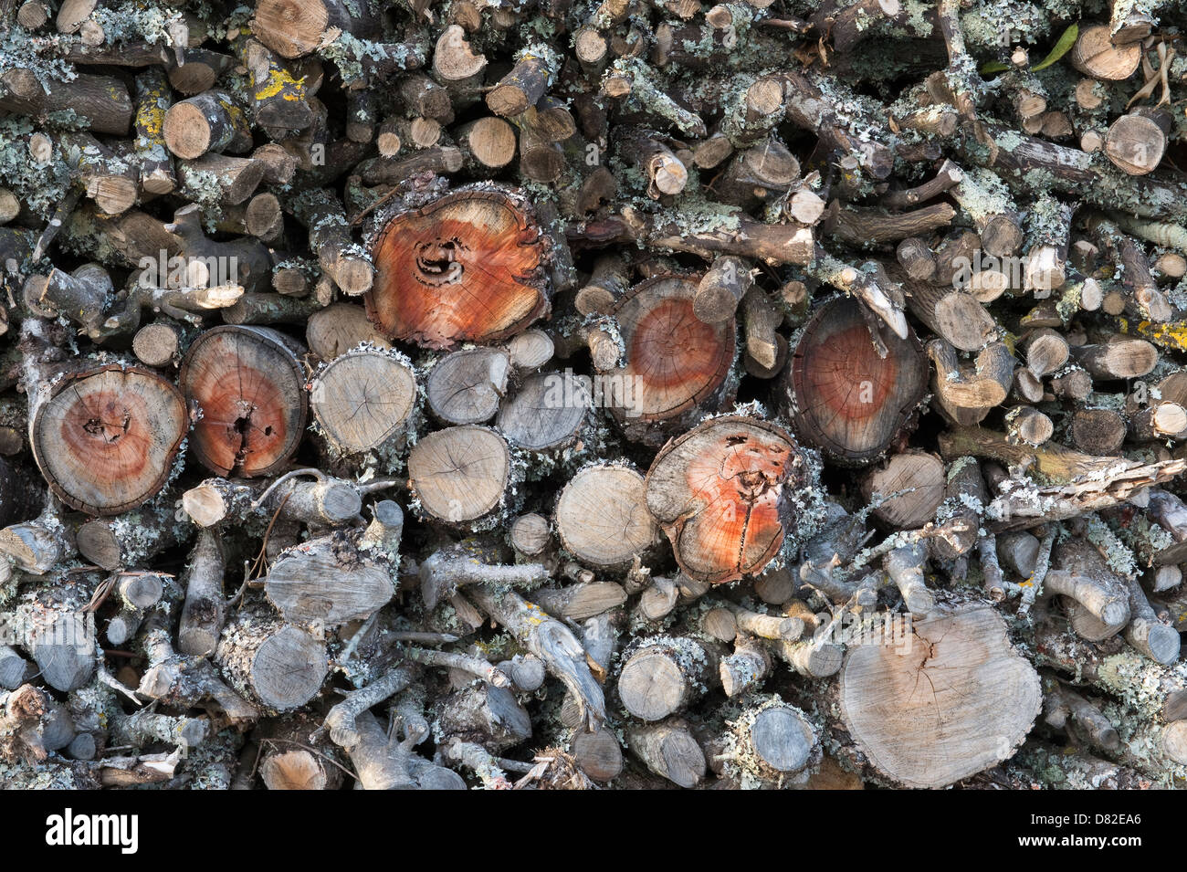 Firewood from orange trees (Citrus × sinensis) Organic citrus farm ...