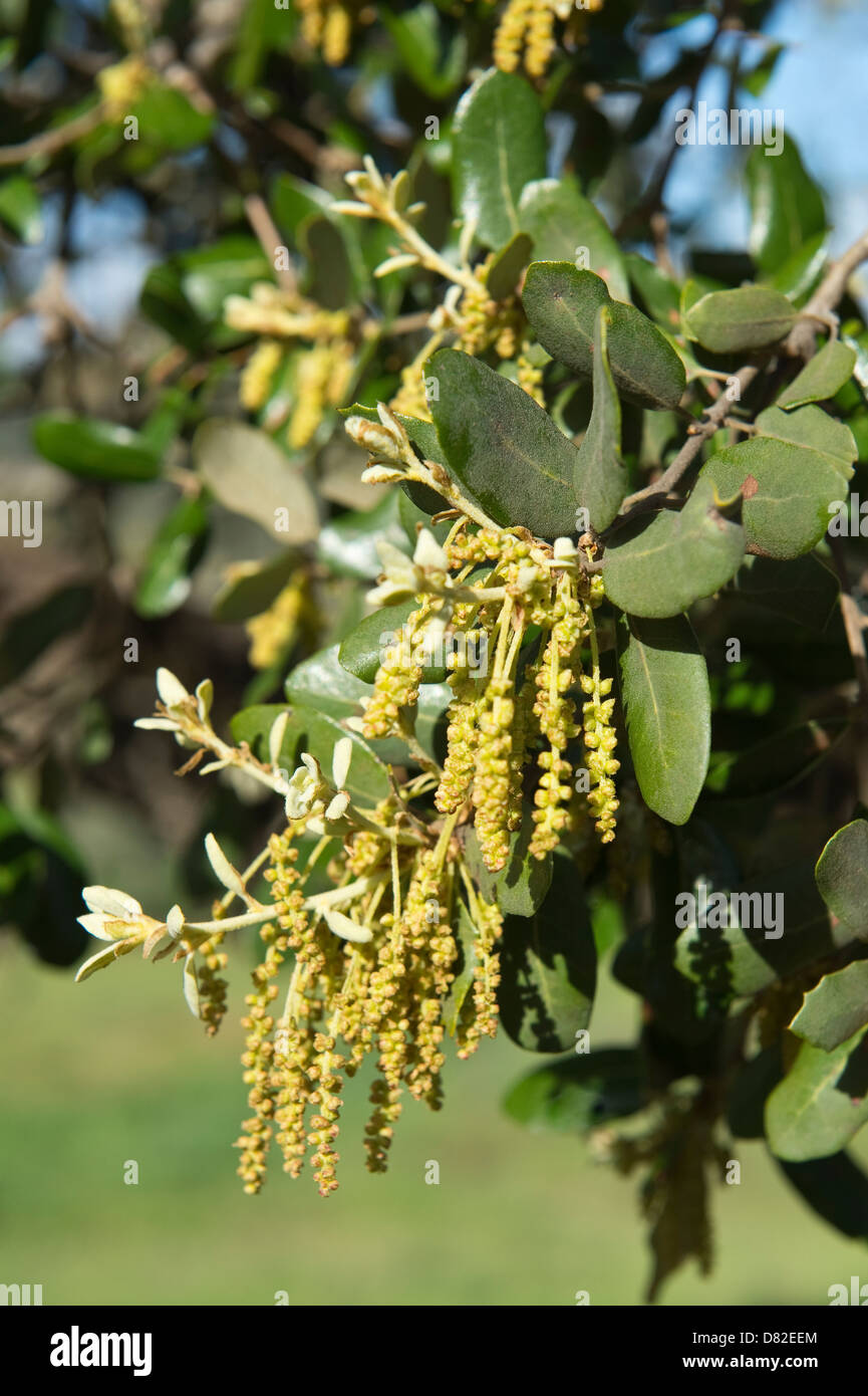 Holm Oak or Holly Oak (Quercus rotundifolia) leaves and catkins in ...